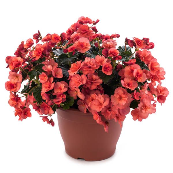 Begonias - Solenia | Flowers - Annuals | Scheeringa Farm