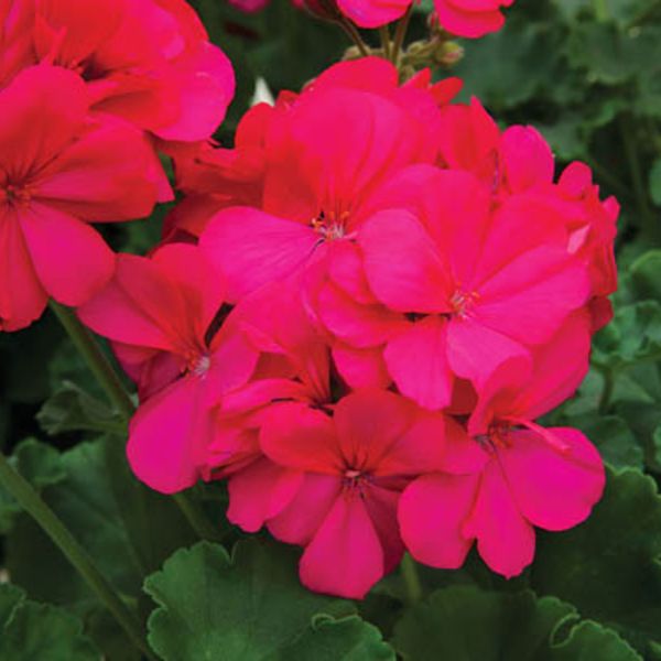 Geraniums (Caliope) | Flowers - Annuals | Scheeringa Farm