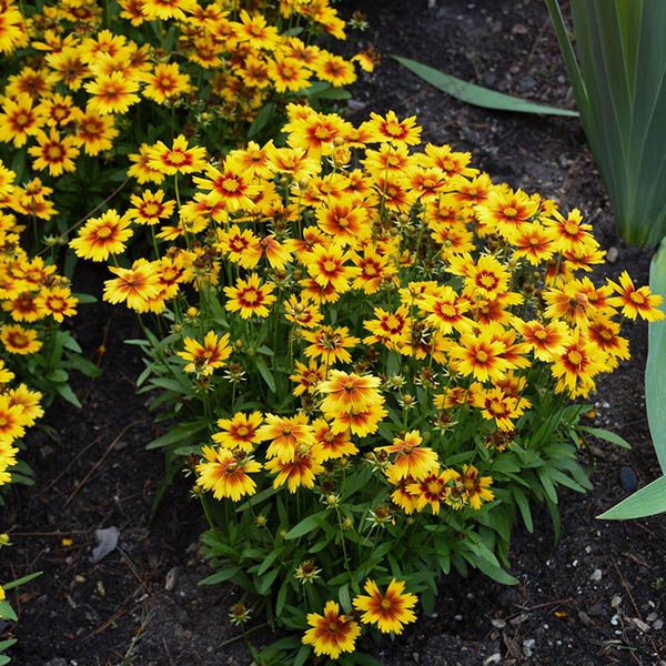 Coreopsis (Tickseed) | Flowers - Perennials | Scheeringa Farm