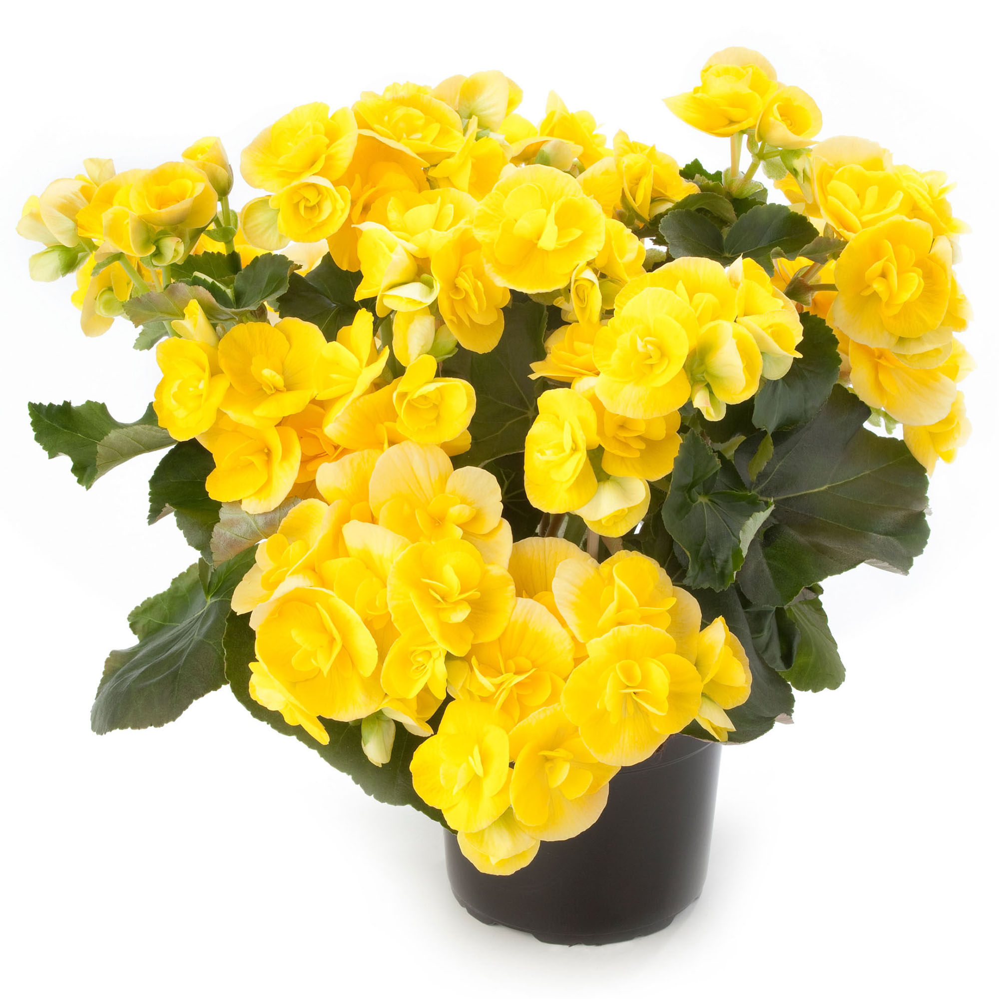 Begonias - Hiemalis | Flowers - Annuals | Scheeringa Farm