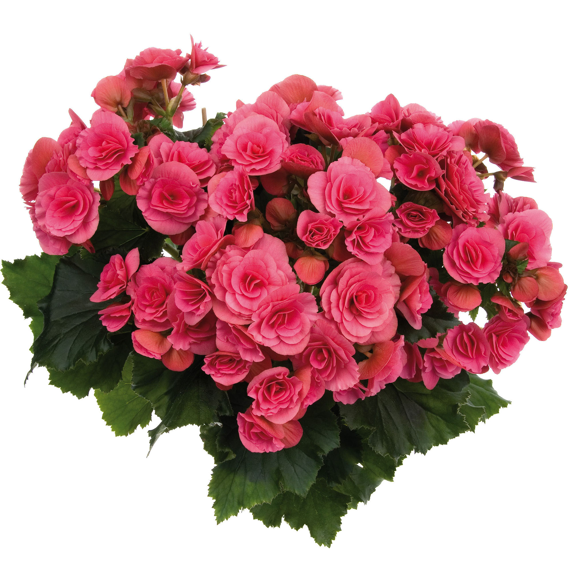 Begonias - Hiemalis | Flowers - Annuals | Scheeringa Farm