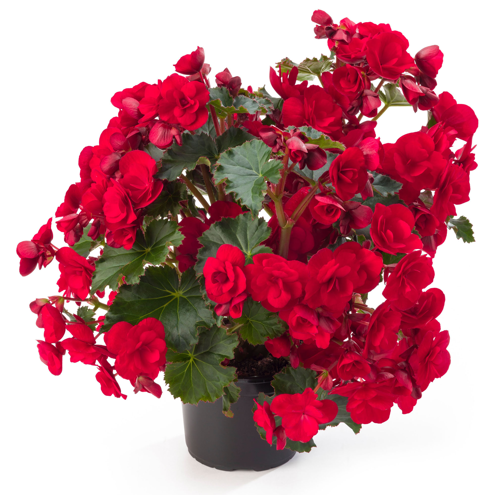Begonias - Hiemalis | Flowers - Annuals | Scheeringa Farm