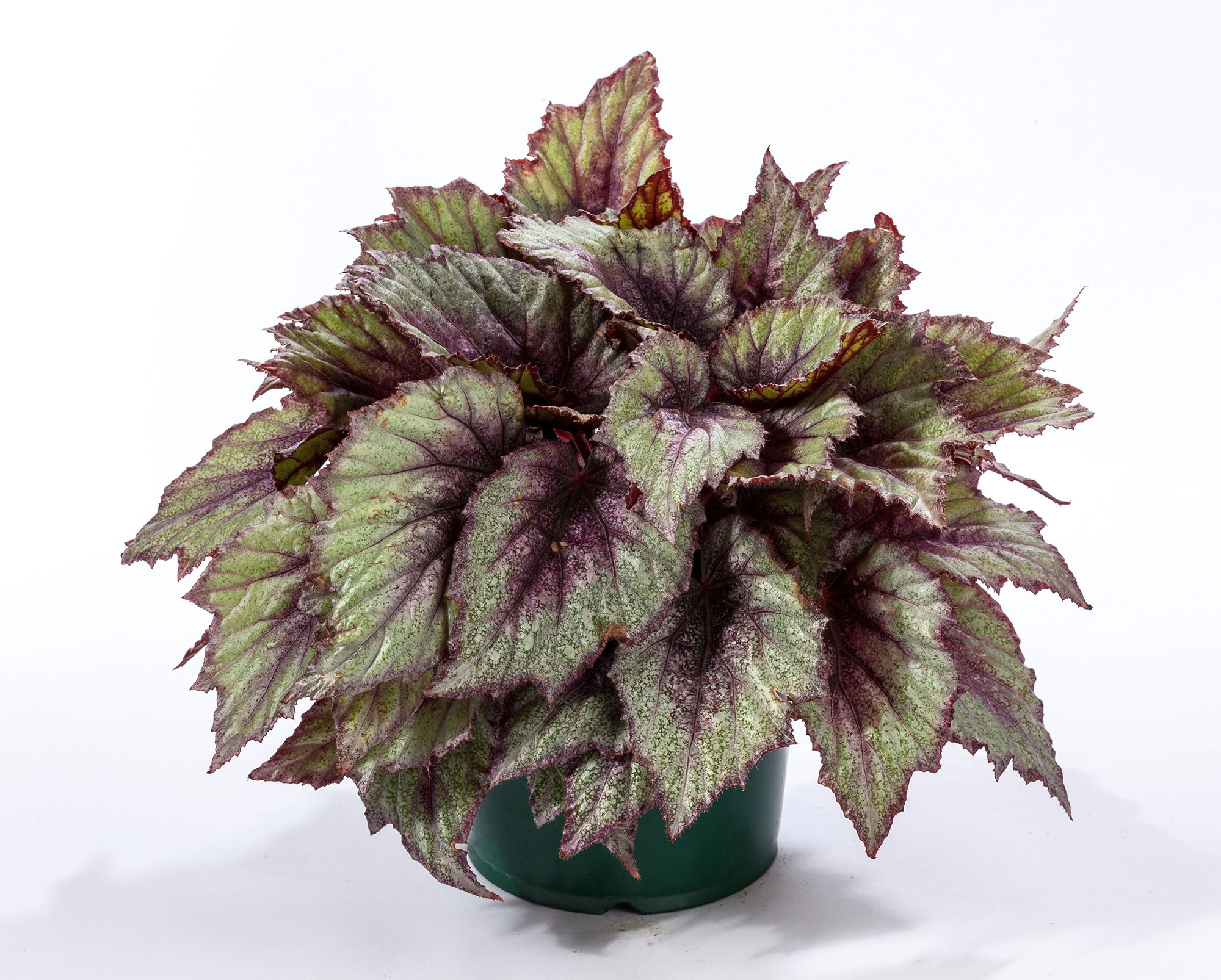 Begonias - Rex | Flowers - Annuals | Scheeringa Farm