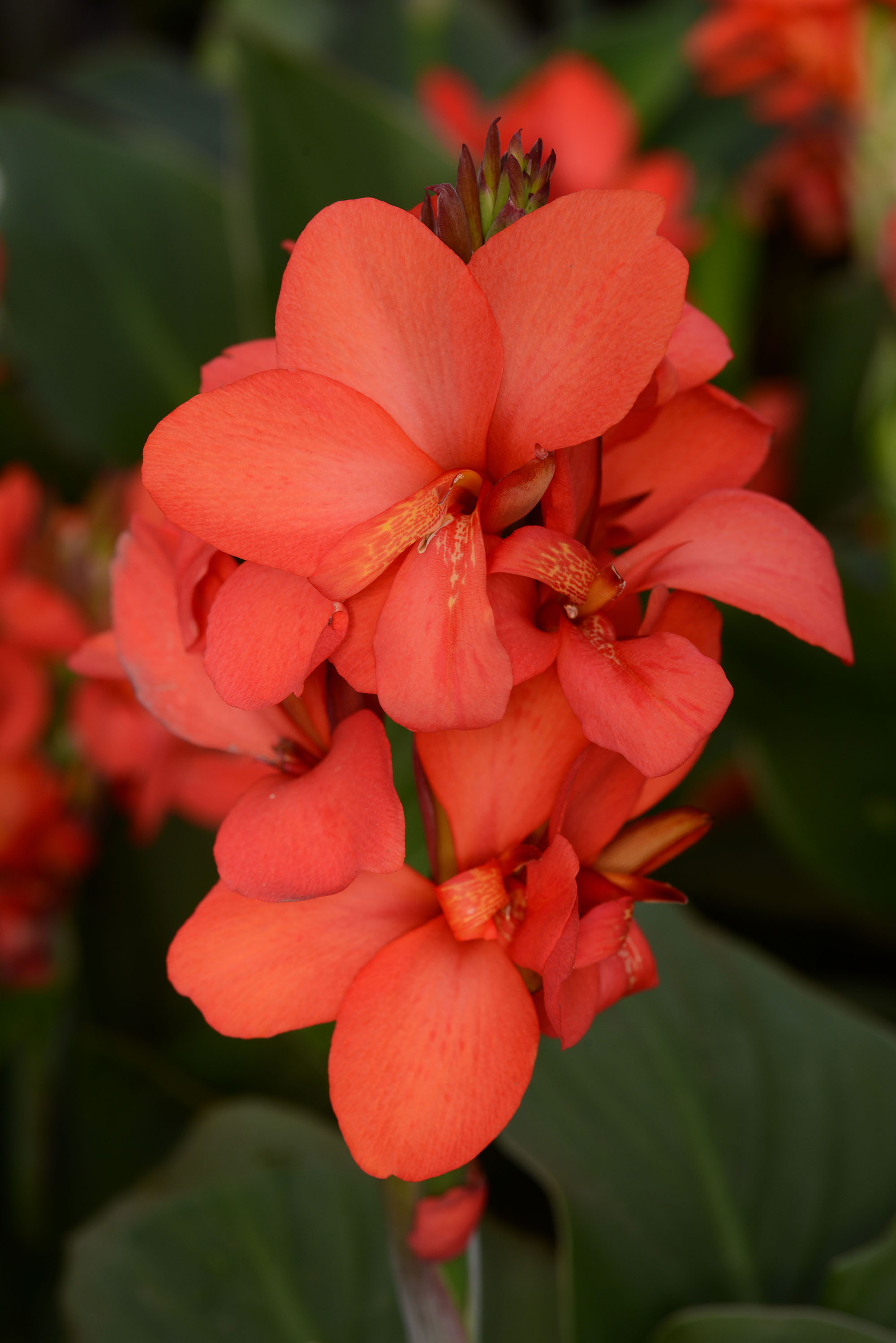 Canna | Flowers - Annuals | Scheeringa Farm