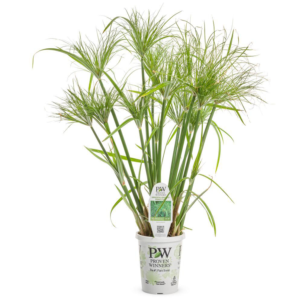 Cyperus | Flowers - Annuals | Scheeringa Farm