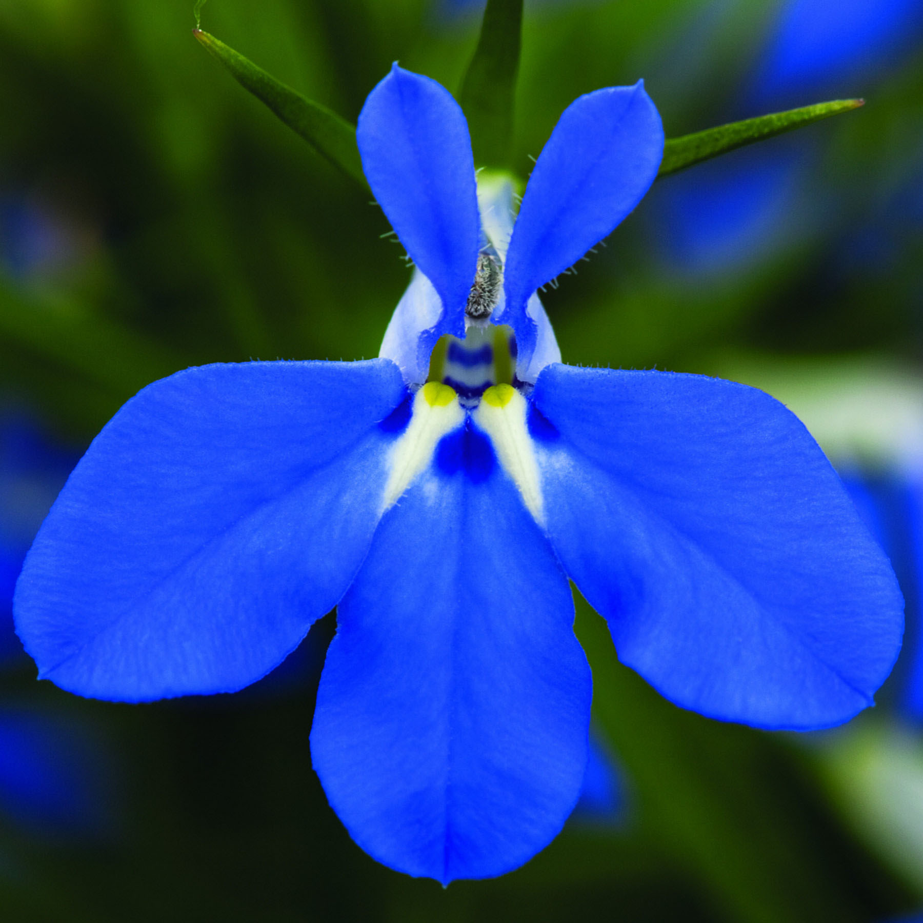 Lobelia | Flowers - Annuals | Scheeringa Farm