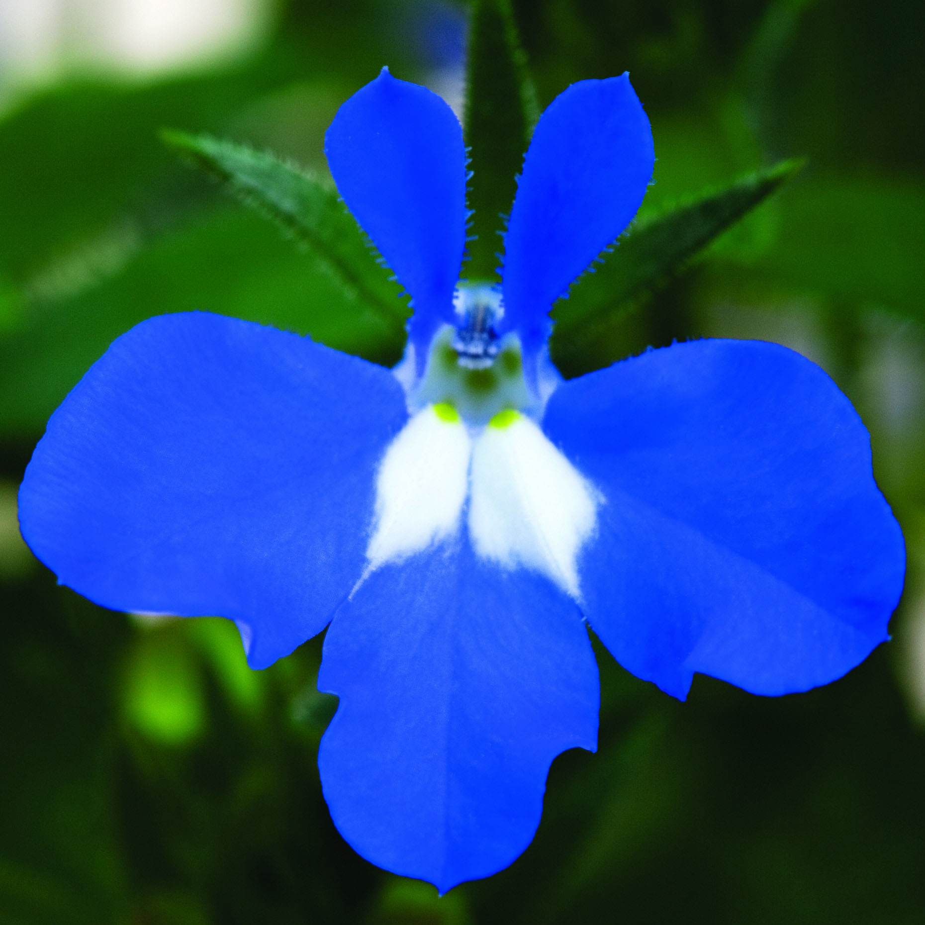 Lobelia | Flowers - Annuals | Scheeringa Farm