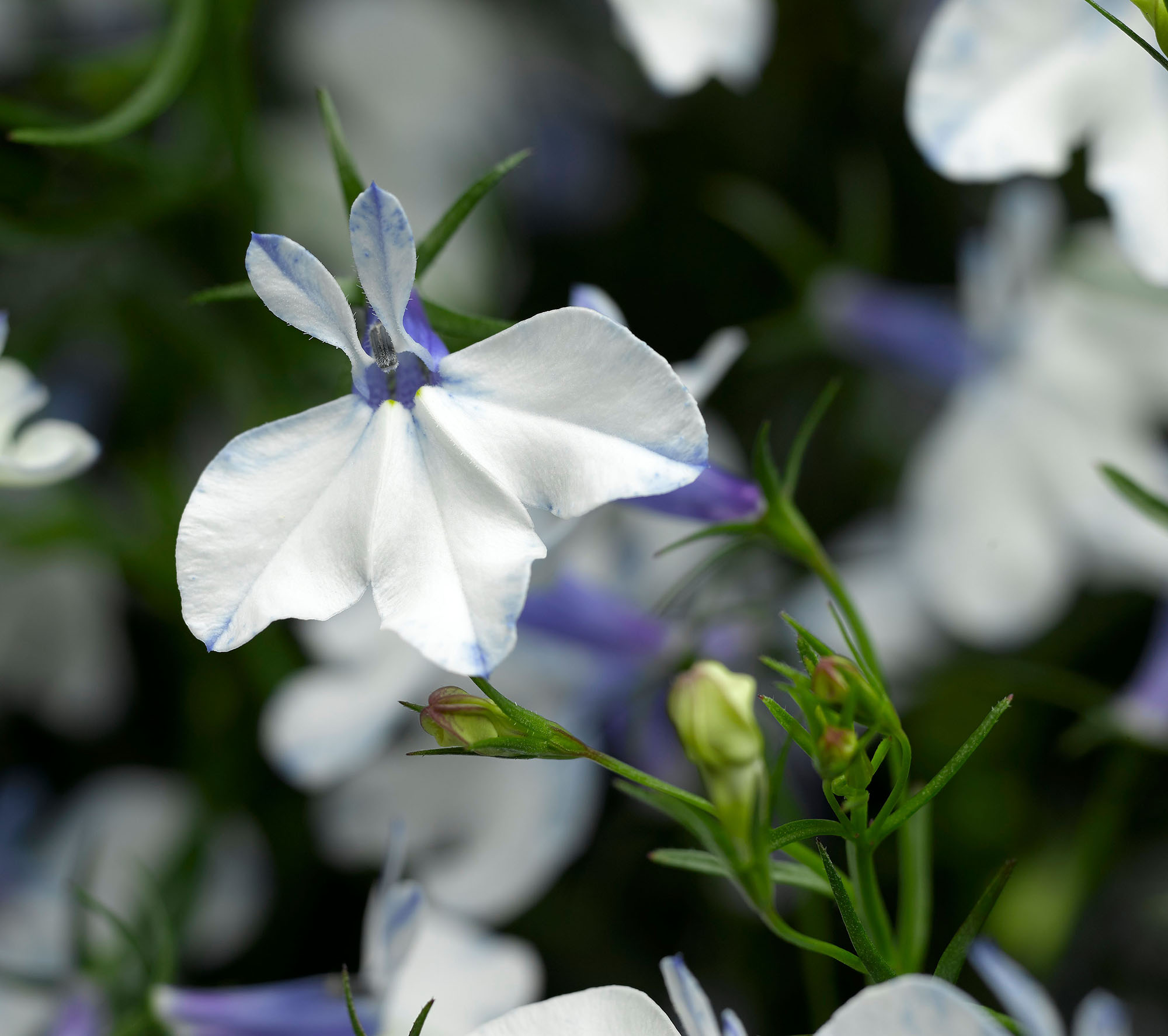 Lobelia | Flowers - Annuals | Scheeringa Farm