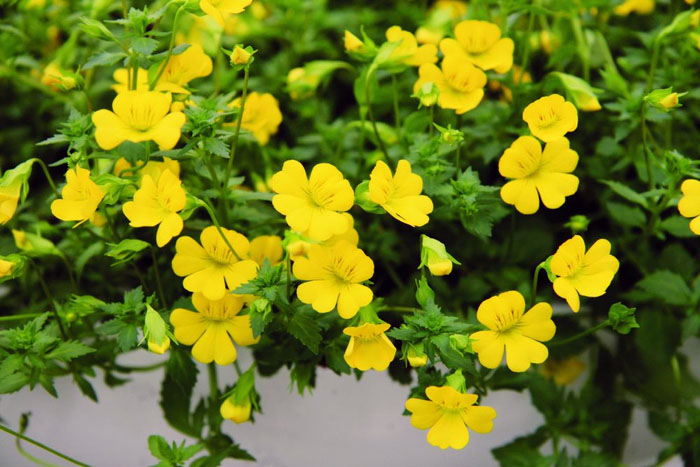 Mecadonia | Flowers - Annuals | Scheeringa Farm