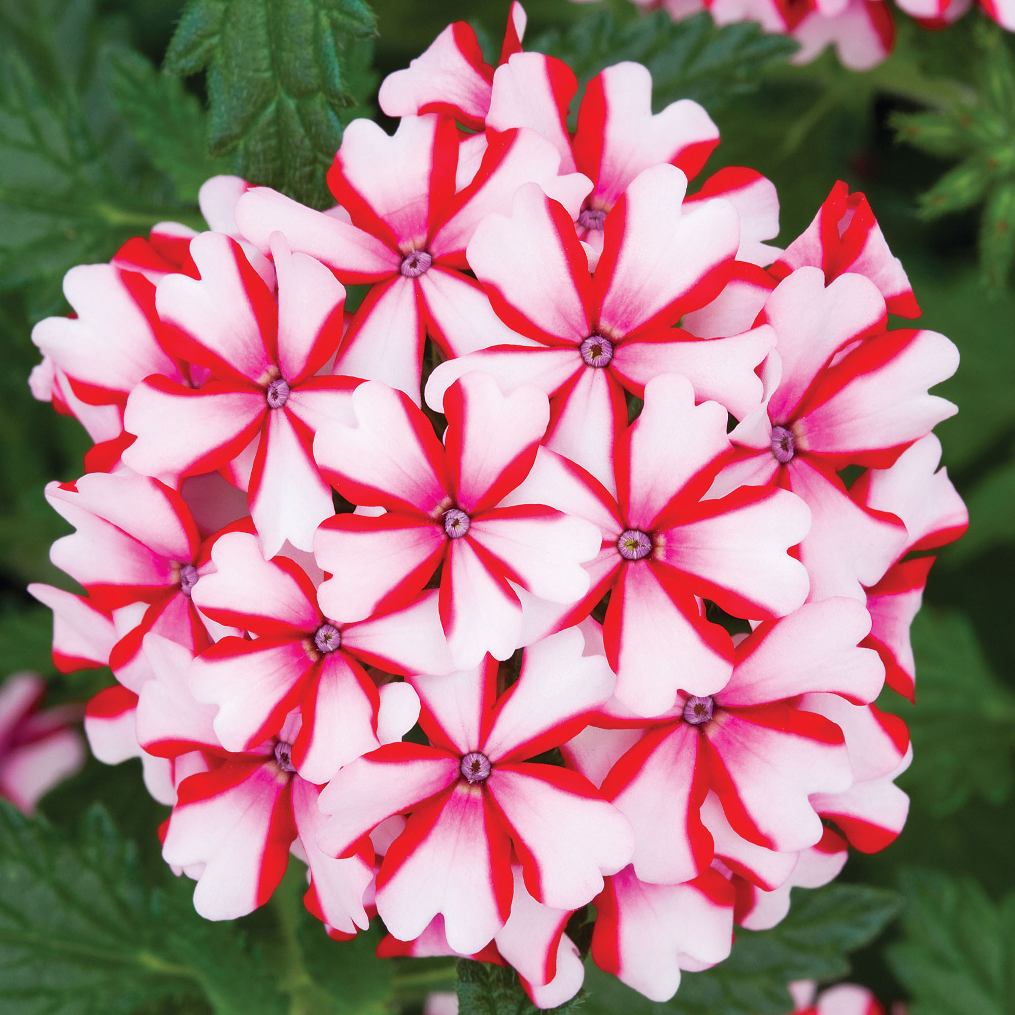 Verbena | Flowers - Annuals | Scheeringa Farm