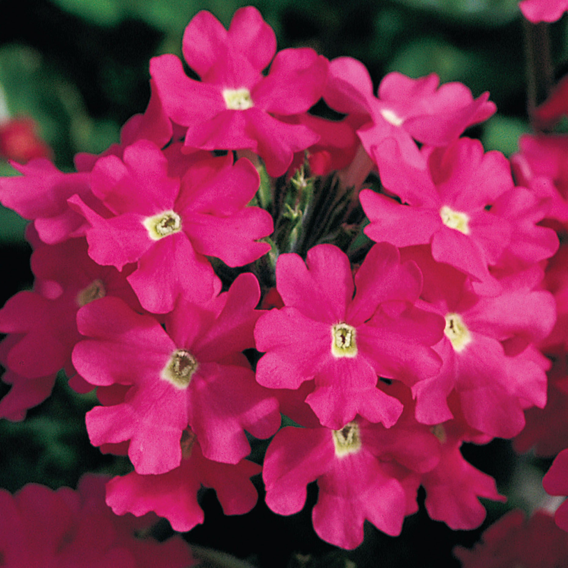 Verbena | Flowers - Annuals | Scheeringa Farm
