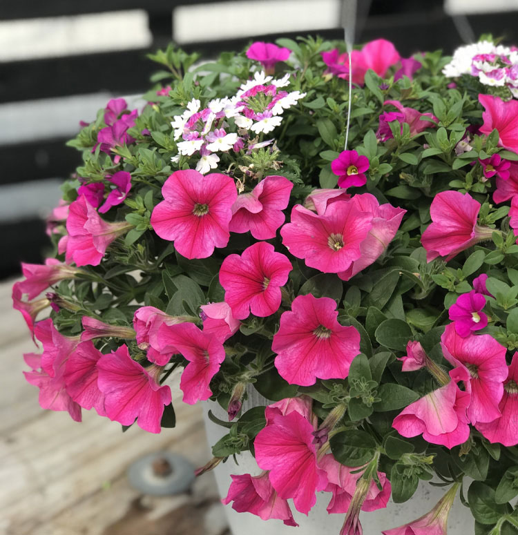 Petunia Combo Hanging Basket | Flowers - Annuals | Scheeringa Farm