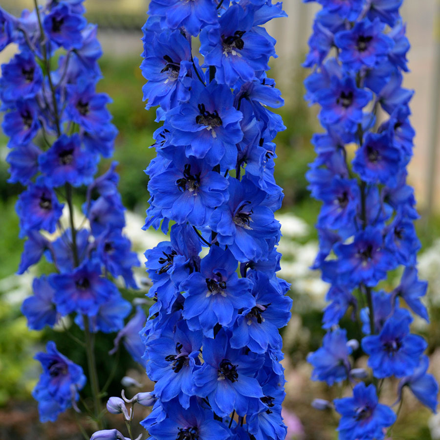 Delphinium | Flowers - Perennials | Scheeringa Farm