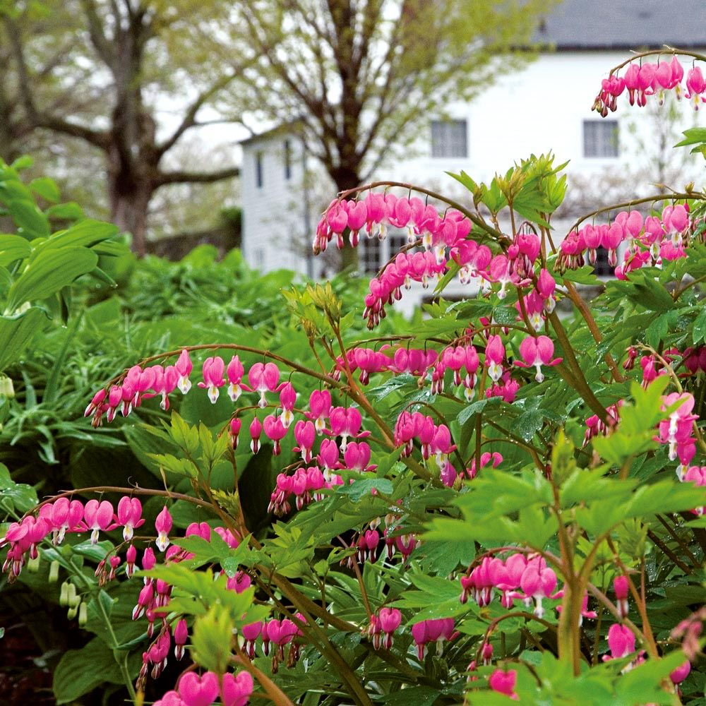 Dicentra (Bleeding Heart) | Flowers - Perennials | Scheeringa Farm