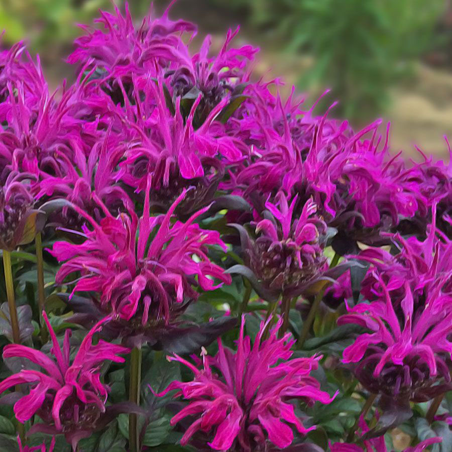 Monarda (Bee Balm) | Flowers - Perennials | Scheeringa Farm