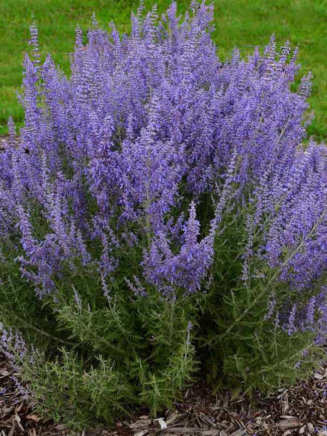 Perovskia (Russian Sage) Proven Winners | Flowers - Perennials ...